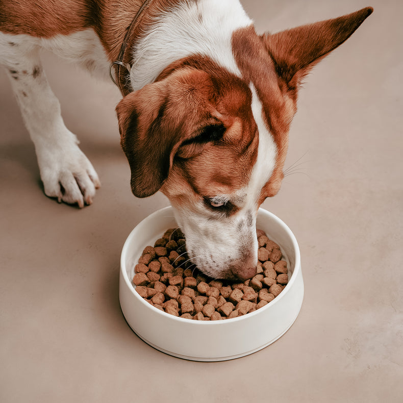 Critter & Co. Pet Outpost