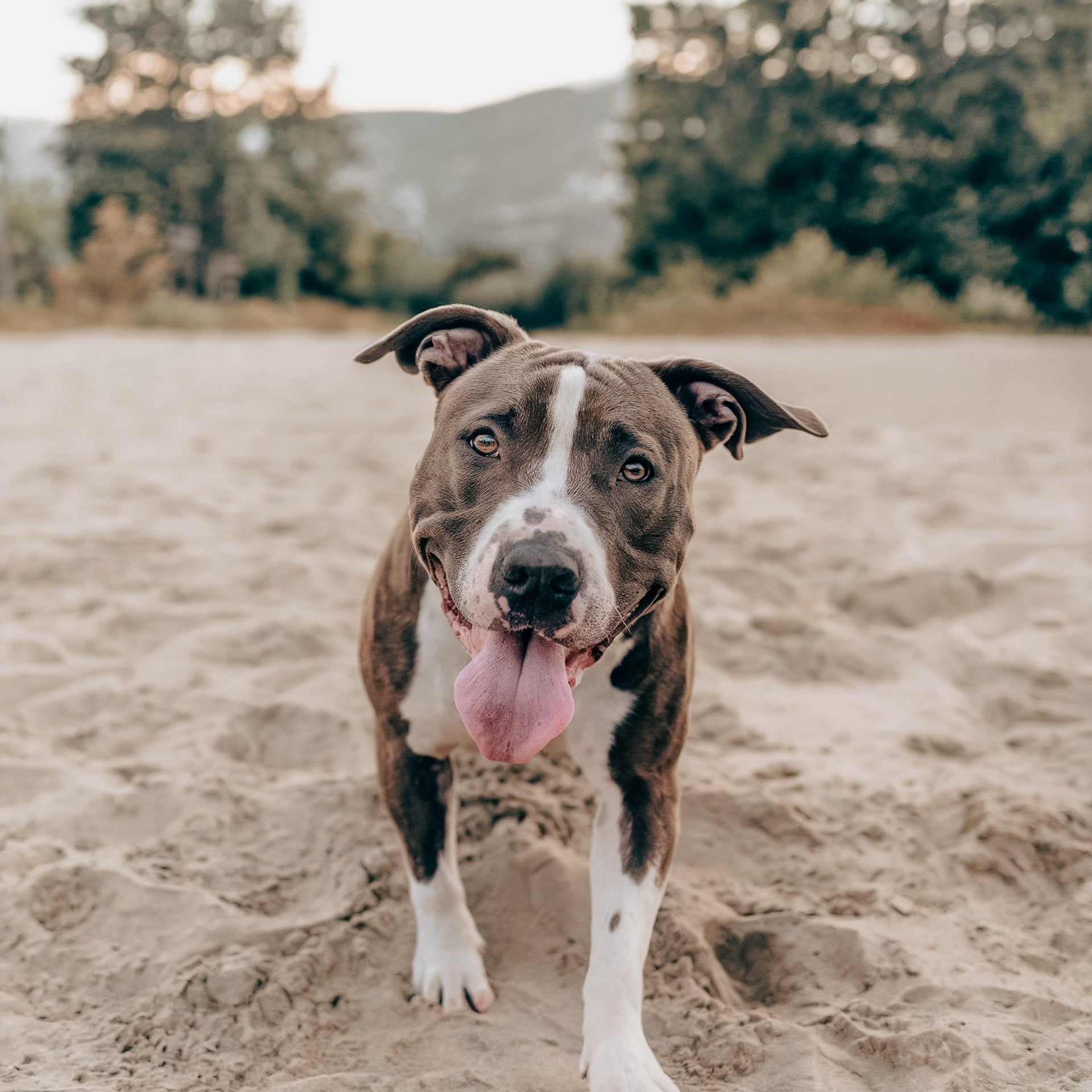 Critter & Co. Pet Outpost